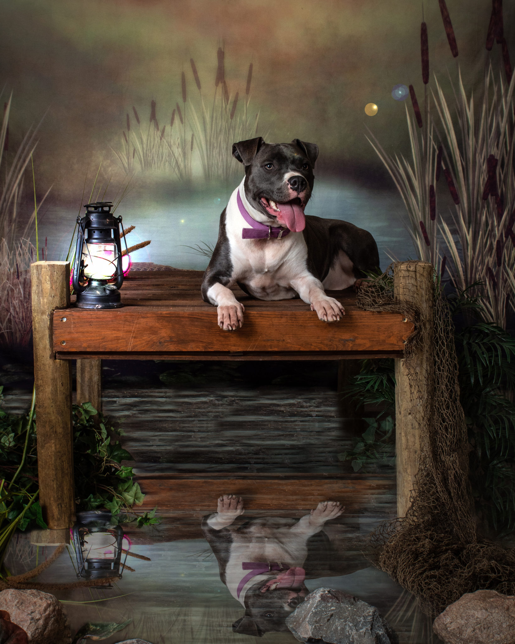 Behind The Scenes – What’s a dog photo shoot like? – Iowas Premier Pet ...