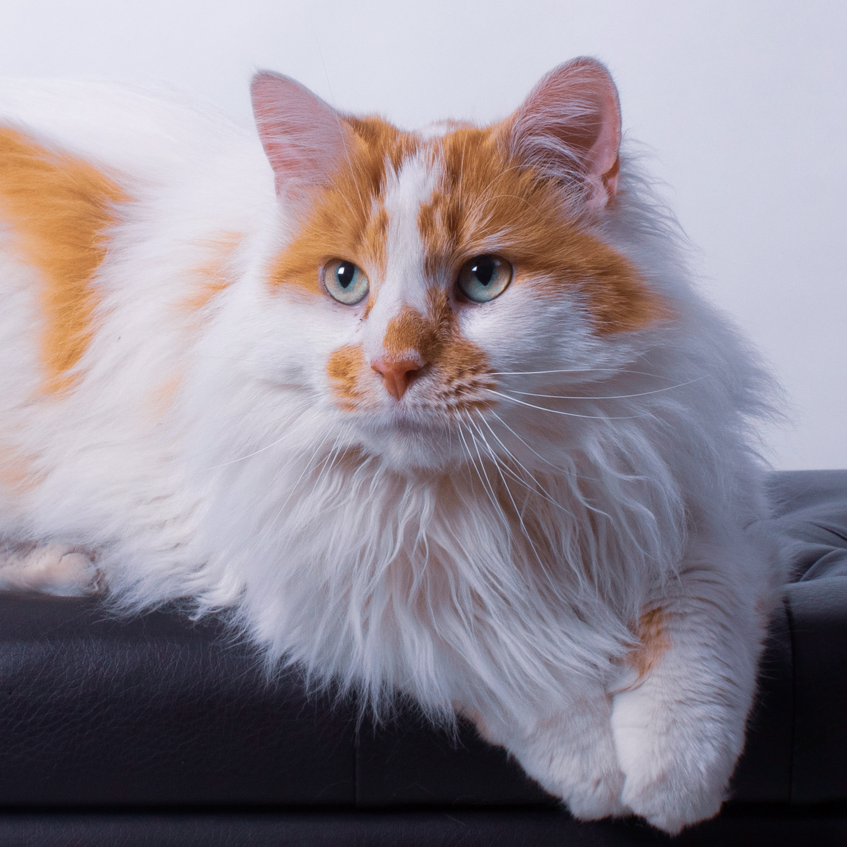 Cats and Humans Wanted – Iowas Premier Pet Photographer